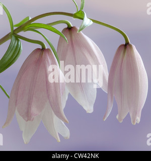 lilium mackliniae Shirui or Siroi lily white pink species lilies ...