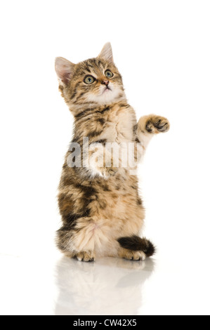 Domestic cat sitting upright on hind legs looking out for something ...