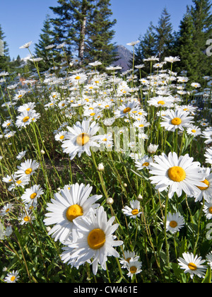 Washington State. Oxeye daisy Stock Photo - Alamy