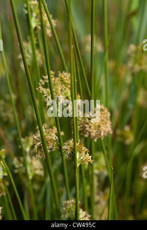 Common or Soft Rush (Juncus effusus). Flower and seed heads on side of ...