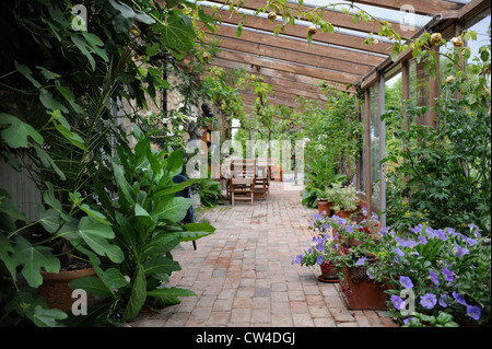 A lean to conservatory with a grape vine UK Stock Photo - Alamy