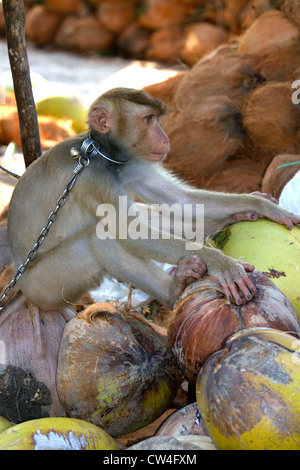 Trained monkey harvests coconuts from trees on the island of Ko Samui ...