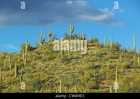 A pyramid of giant Sonoran saguaro cactus and white puffy clouds at ...