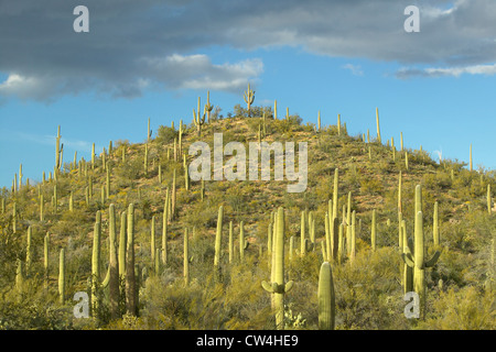 A pyramid of giant Sonoran saguaro cactus and white puffy clouds at ...