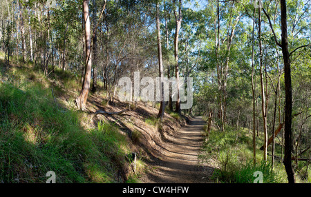 A track running through Mt Coot-tha in Queensland in Australia Stock ...