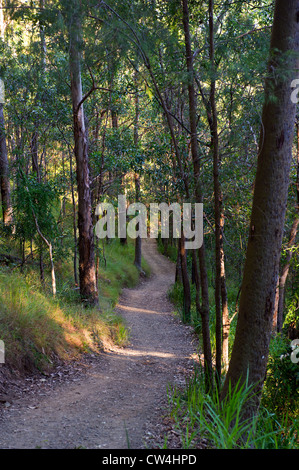 A track running through Mt Coot-tha in Queensland in Australia Stock ...
