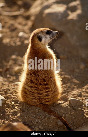 Back view of a standing Meerkat, Suricata suricatta, seated on a rock ...