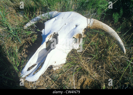 Skull of longhorn Stock Photo - Alamy