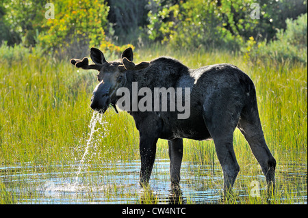 A side view of a bull moose looking back Stock Photo - Alamy