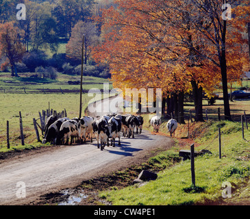 Dairy cows walking on a path, happy in a row, herd of black and white ...