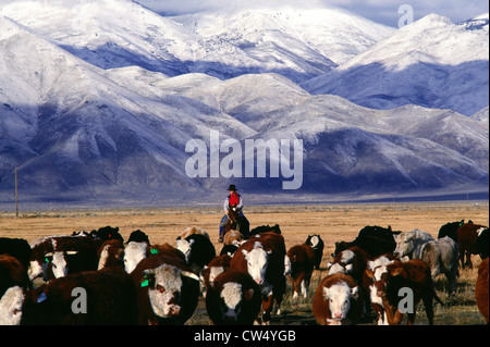 COWGIRL AND COWS HUMBOLDT COUNTY, NEVADA Stock Photo - Alamy