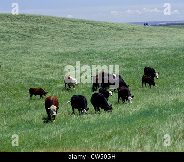 Herd of Whiteface hereford cattle on their Summer range in the high ...