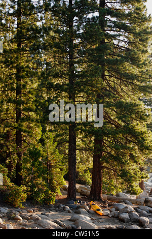 Trees in a forest, Pinecrest Lake, Stanislaus National Forest, Tuolumne ...