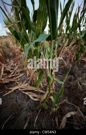 Dying corn plant in drought stricken field, with cracks in the ground ...