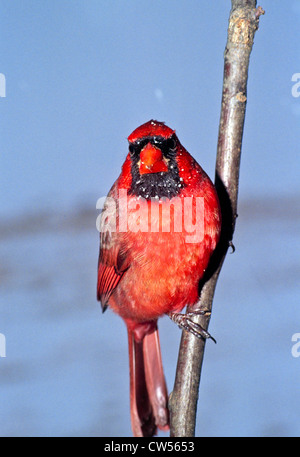 Portrait of an adorable red northern cardinal perched on a pine tree in ...
