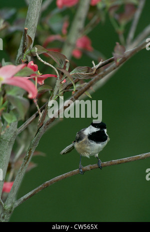 Chickadee bird perched on a tree branch Stock Photo - Alamy