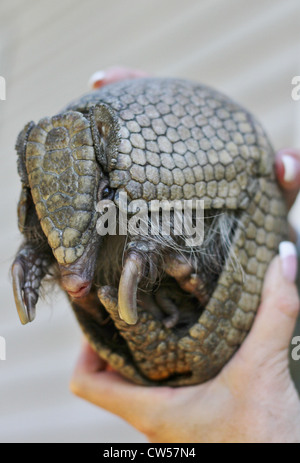 A woman holding an armadillo Stock Photo - Alamy