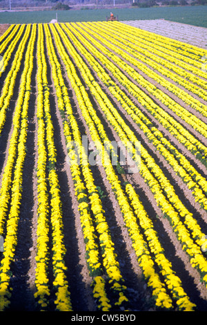 Flower farm, Lompoc, CA Stock Photo - Alamy