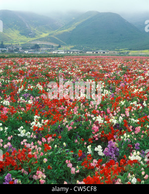 Field of flowers Lompoc CA Stock Photo - Alamy