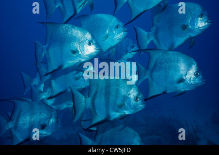 Close-up of a school of Atlantic Spadefish swimming underwater ...