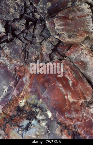 Petrified wood log, Crystal Forest, Petrified Forest National Park ...