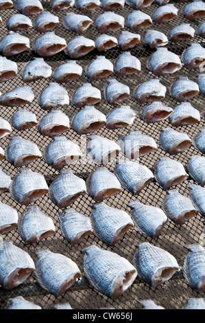 Sea Animal Dried Dead Fish and Seashell Background Stock Photo - Alamy