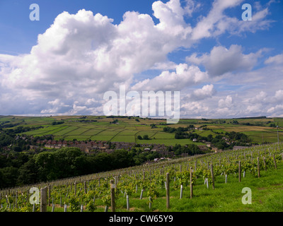 Vineyard above Holmfirth, the Last of the Summer Wine Country in West ...