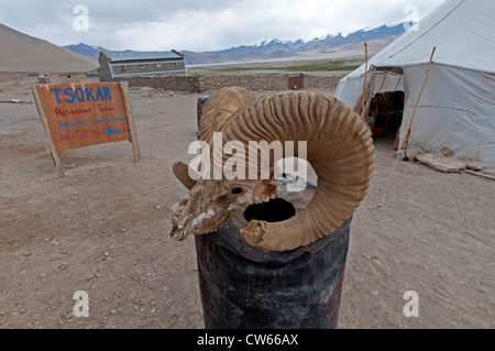Ladakh Urial or Shapo or Ovis orientalis vignei in Ulley Village ...
