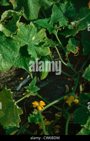 Cucumber (Cucumis sativus) fruit and flower of cucumber, climbing plant ...