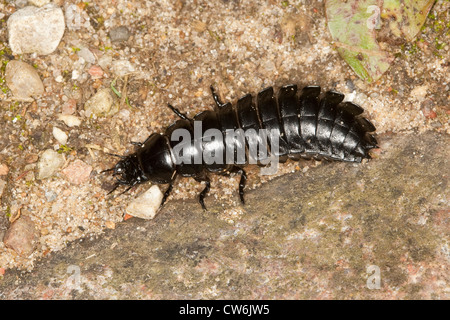 Ground Beetle larva, Carabidae Stock Photo - Alamy