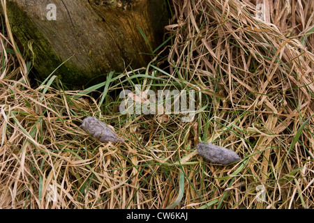 common kestrel (Falco tinnunculus), pellet in the grass, Germany Stock ...