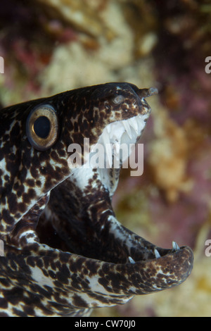 Spotted Moray (Gymnothorax moringa) Actinopterygii Stock Photo - Alamy