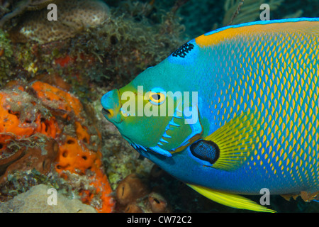Queen Angelfish on the coral reef Bay Islands Honduras Stock Photo - Alamy