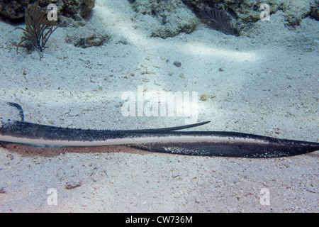 Barbed tail of a Southern stingray protrudes from the sand Stock Photo ...