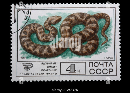 blunt-nosed viper, levantine viper (Macrovipera lebetina obtusa, Daboia ...