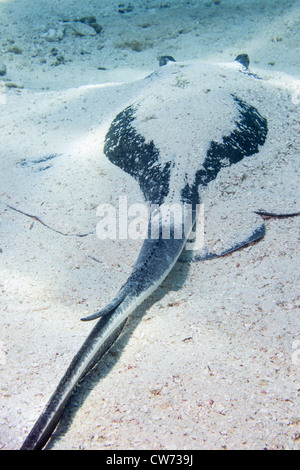 Barbed tail of a Southern stingray protrudes from the sand Stock Photo ...