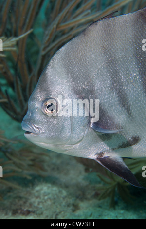 Atlantic Spadefish (Chaetodipterus faber), Actinopterygii, Natal - RN ...