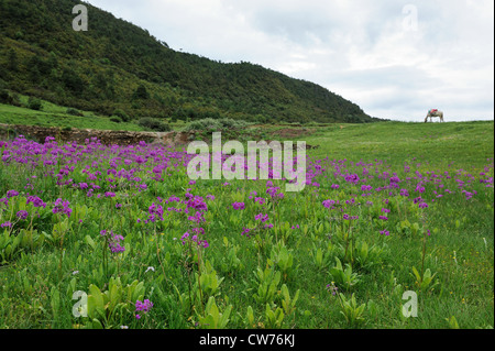 Primula malacoides flowers blooming on the meadow with mountain ...