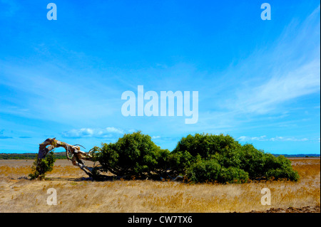 Australia, the leaning tree of Greenough Stock Photo - Alamy