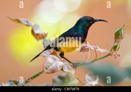 Variable Yellow-Bellied Sunbird (Cinnyris venustus Stock Photo - Alamy