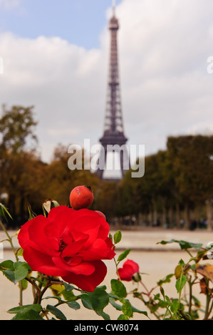 France, a red rose Stock Photo - Alamy