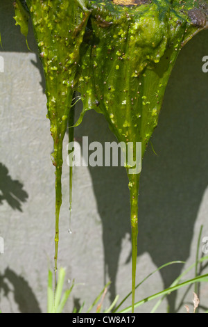 Blanket Weed (Cladophora sp. ) . Sieved and skimmed from a pond using a ...