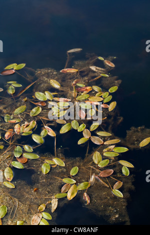 Amphibious Bistort (Persicaria amphibia). Growing at water's edge of a ...