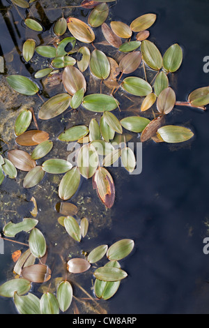 Amphibious Bistort (Persicaria amphibia). Growing at water's edge of a ...