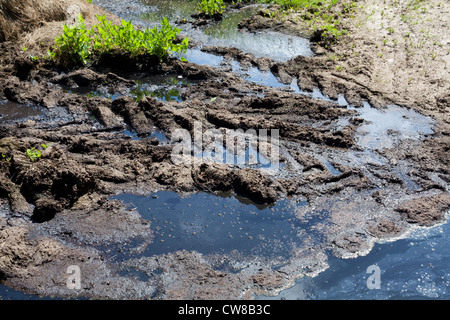 Pollution of drainage ditch. Accumulated cattle manure from farm ...