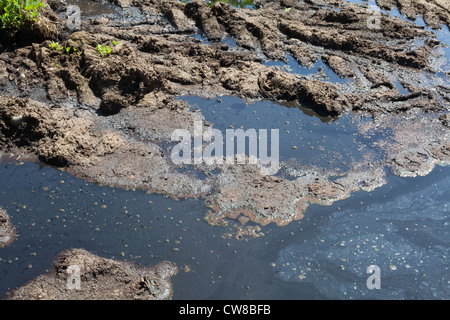 Pollution of drainage ditch. Accumulated cattle manure from farm ...