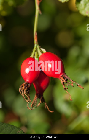 Rose hips Rosa canina fruits Stock Photo - Alamy