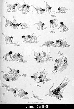 poor little mouse (3 Stock Photo - Alamy