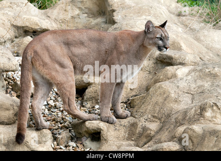 Mountain lion (Puma concolor) standing on a tree Stock Photo - Alamy
