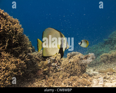 Tropical Fish-angel in reef tank. Fish-emperor is a reef-associated ...